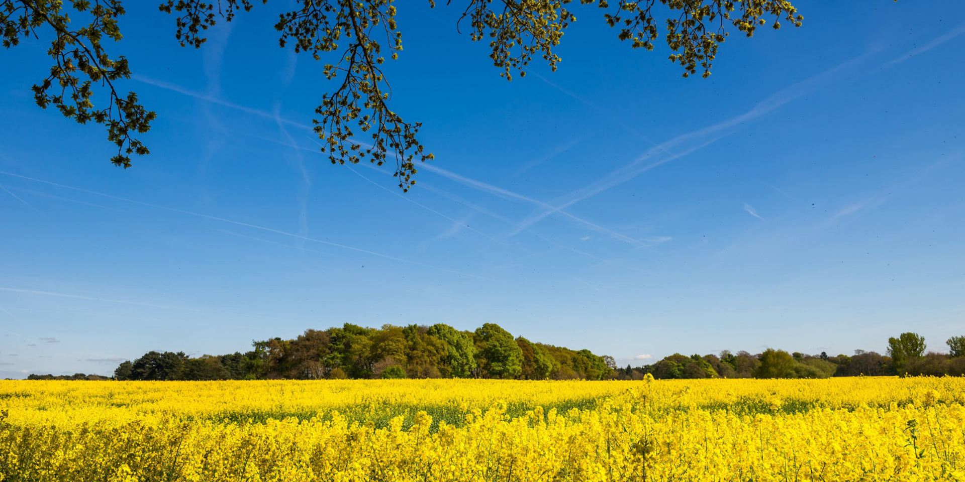 Supplier Story: Farrington Oils